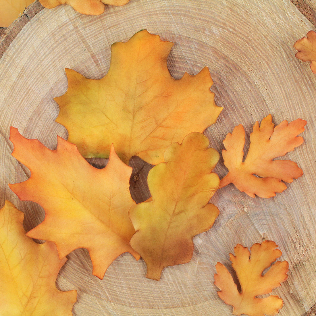 Seasonal Leaves Cutter Set – FMM Sugarcraft