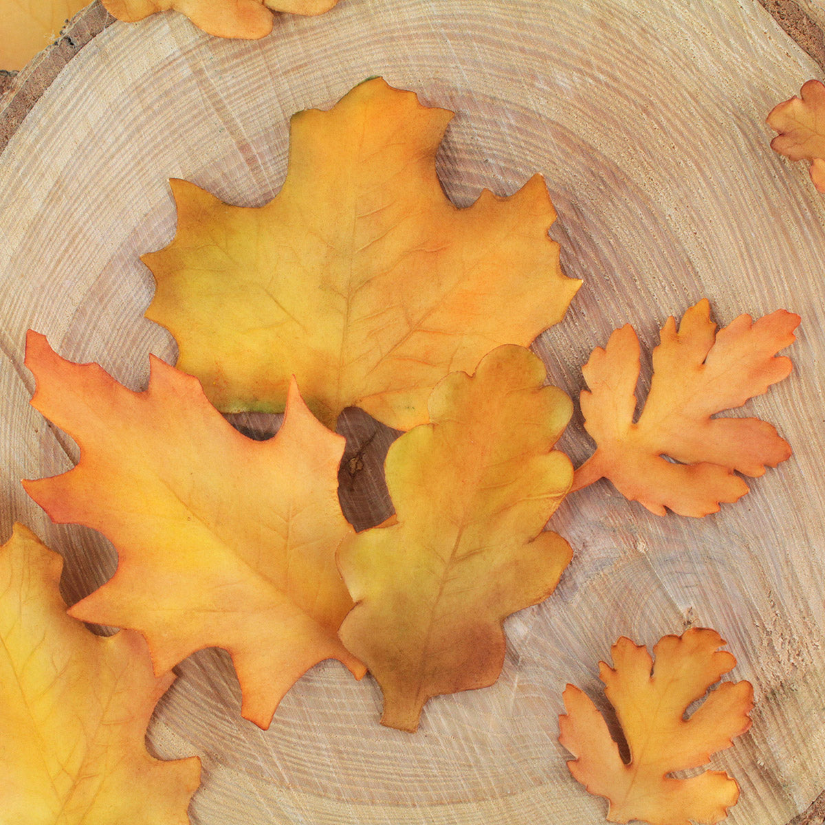 Seasonal Leaves Cutter Set – FMM Sugarcraft